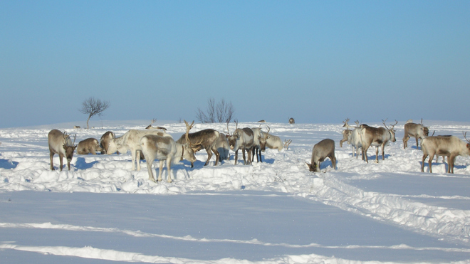 Reindrift - regjeringen.no