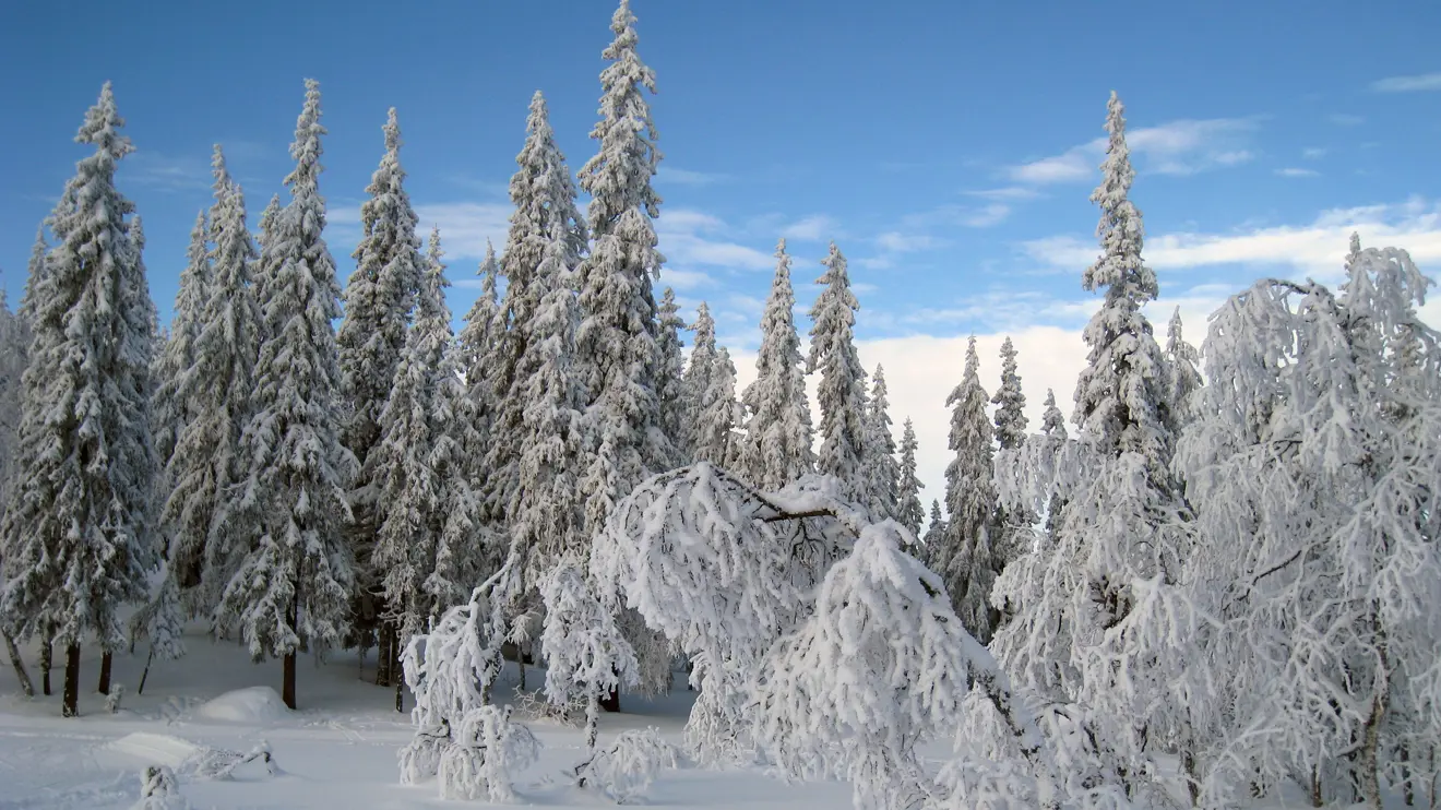 Skog- og utmarksressurser - regjeringen.no